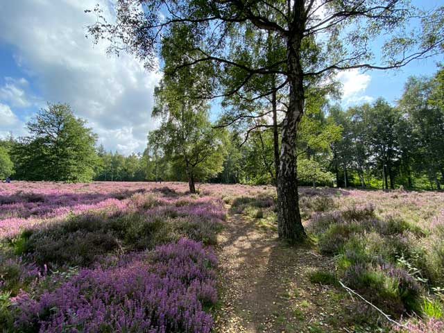 Natuurreservaat Rode Dopheide - Masereelfonds
